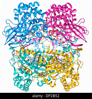 Catalase, molecular model Stock Photo - Alamy