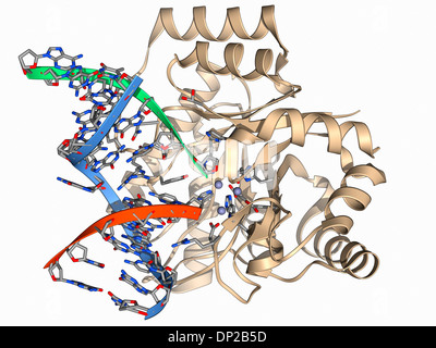 Endonuclease IV molecule. Molecular model of the endonuclease IV ...