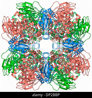 Rubisco enzyme molecule Stock Photo: 65212138 - Alamy
