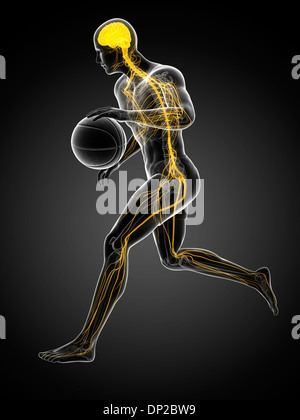 Nervous system of a basketball player, illustration Stock Photo - Alamy