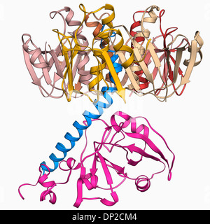 Cholera toxin molecule, illustration Stock Photo - Alamy