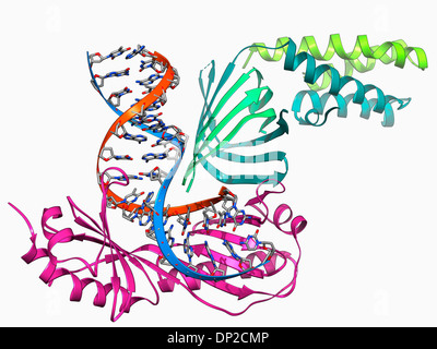 TATA box-binding protein and DNA. Molecular model showing a TATA box ...