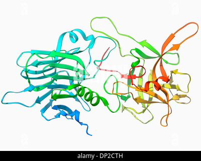 Botulinum type B neurotoxin, molecular model. This powerful toxin ...