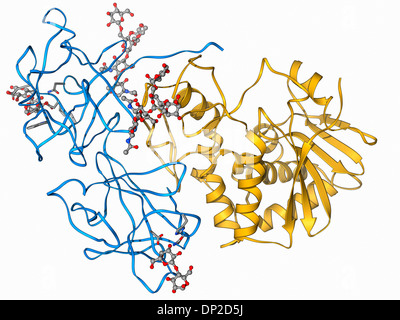 Ricin. Molecular model of the toxic protein ricin. It comprises two ...