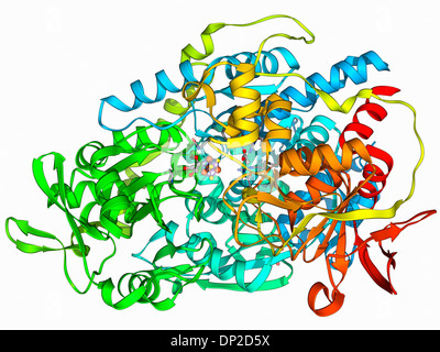Iron-regulatory protein. Molecular model of iron regulatory protein 1 ...