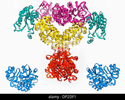 Fatty acid synthase (FAS) enzyme. Responsible for the synthesis of ...