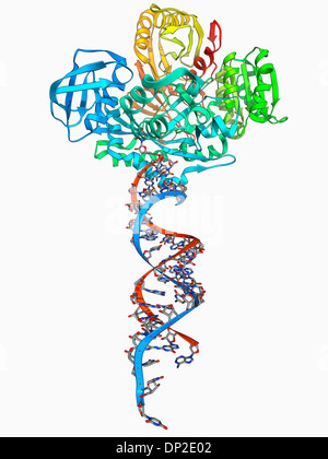 RNA-induced silencing complex (RISC), molecular model. This complex ...