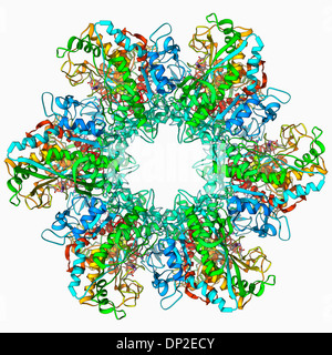 Glutamine synthetase enzyme, molecular model. This ligase enzyme forms ...