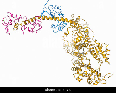 Molecular motor protein. Molecular model of a two-headed motor protein ...