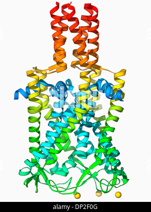 MscL ion channel protein structure. Molecular model of a ...