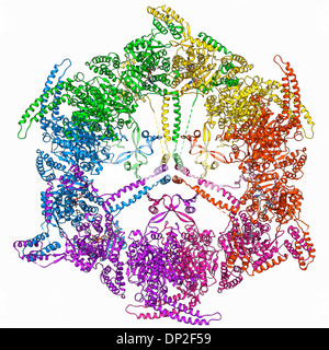 Fatty acid synthase (FAS) enzyme. Responsible for the synthesis of ...