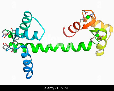 Calcium-binding protein molecule, illustration Stock Photo - Alamy