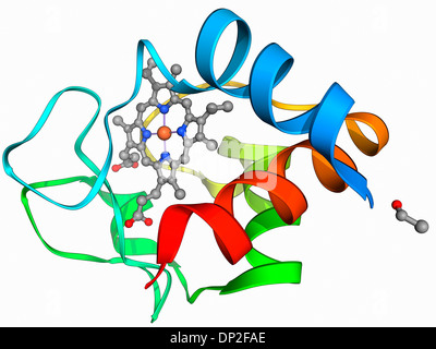 Cytochrome C, molecular model Stock Photo - Alamy