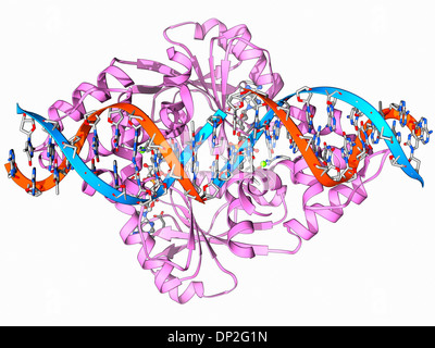Transcription repressor molecule Stock Photo - Alamy