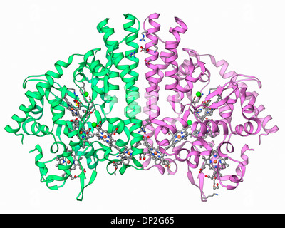 Cytochrome C, molecular model Stock Photo - Alamy