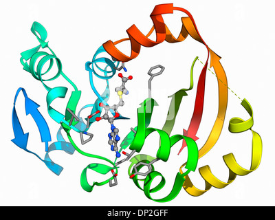 Methyltransferase and DNA. Molecular model of the enzyme HhaI ...