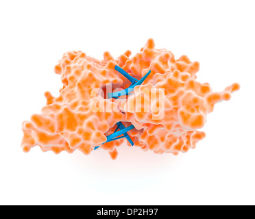 Restriction enzyme and DNA. Molecular model showing an EcoRI endonuclease enzyme (purple and ...