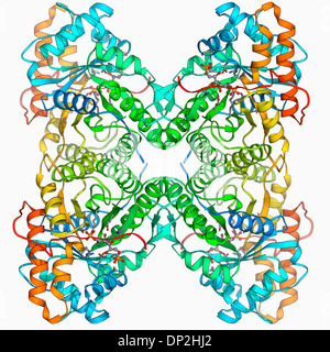 Human muscle aldolase. Molecular model of the enzyme human muscle ...