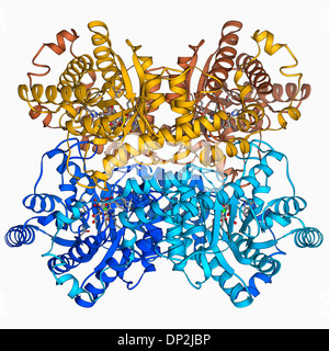 Xylose isomerase complex. Molecular model of the enzyme D-xylose ...