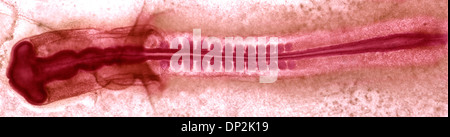 Chicken embryo. Light micrograph of a chicken (Gallus domesticus ...