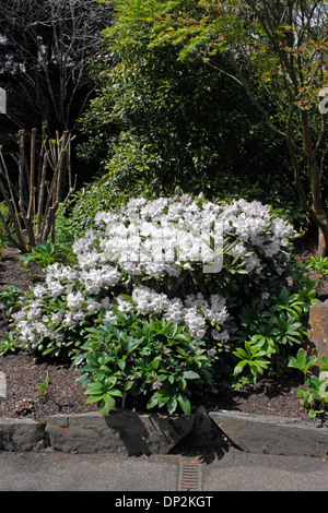 RHODODENDRON CRETE. AZALEA Stock Photo - Alamy