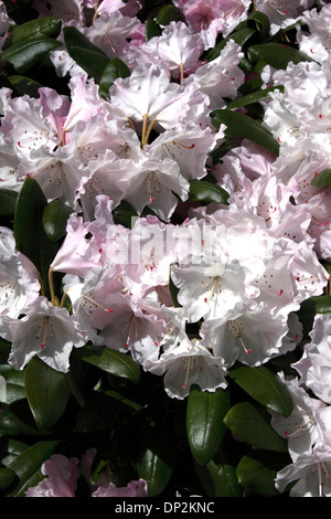 RHODODENDRON CRETE. AZALEA Stock Photo - Alamy