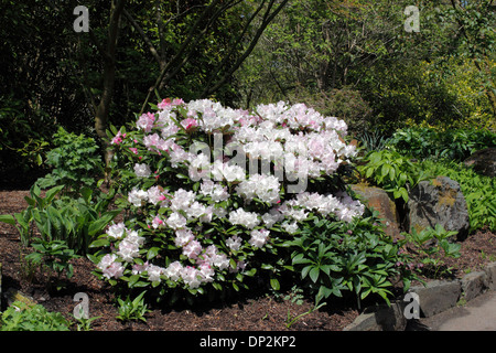 Azalea and rhododendron borders Stock Photo - Alamy