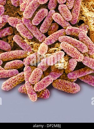 E coli bacteria, SEM Stock Photo - Alamy