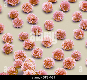 White blood cells, SEM Stock Photo - Alamy