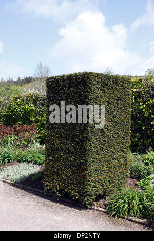 TAXUS BACCATA. YEW HEDGE COLUMNS Stock Photo - Alamy