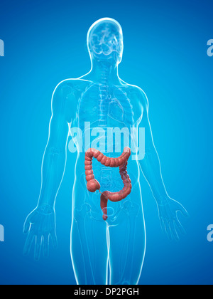 Healthy colon, artwork Stock Photo - Alamy