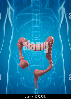 Colon spasms, artwork Stock Photo - Alamy