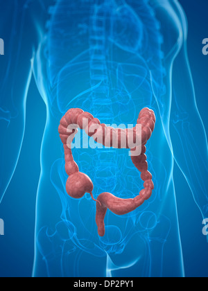 Colon spasms, artwork Stock Photo - Alamy