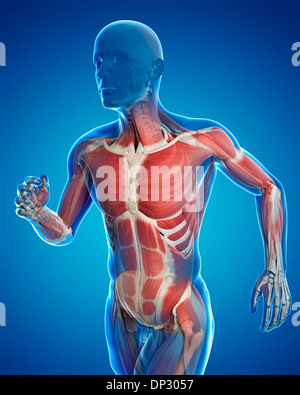 Runner muscles, artwork Stock Photo - Alamy