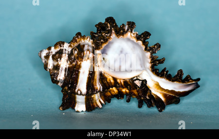 Endive Murex shell (Hexaplex cichoreum) c13cm Stock Photo - Alamy
