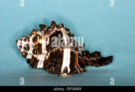 Endive Murex shell (Hexaplex cichoreum) c13cm Stock Photo - Alamy