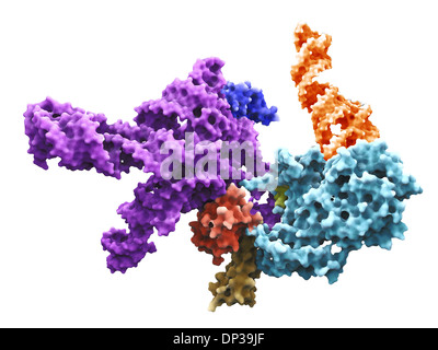 Human 80S ribosome Stock Photo - Alamy