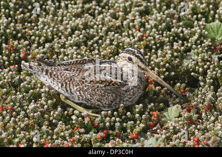 Diddle Dee berry (Empetrum rubrum) of the Falkland Islands, edible ...