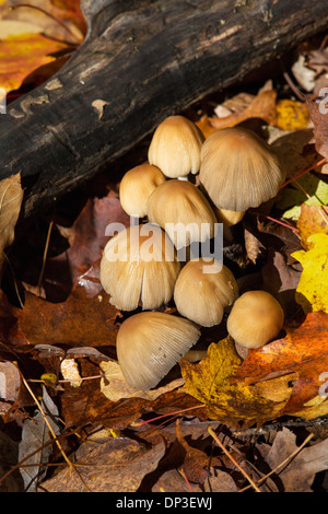 inky cap mushroom Stock Photo - Alamy