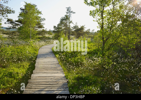 Boardwalk through Black Moor, UNESCO Biosphere Reserve, Rhon Mountains ...