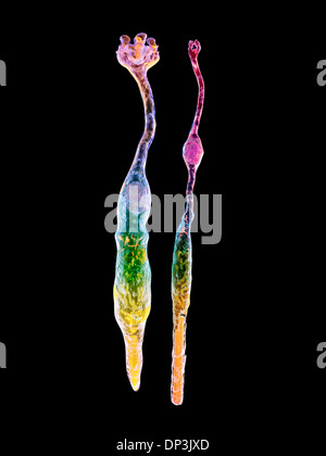Structure of the eye, illustration Stock Photo - Alamy