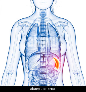 Illustration of female spleen anatomy Stock Photo - Alamy