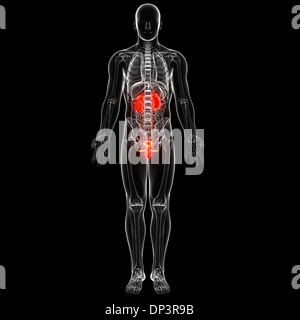 Male Genitourinary System Stock Photo - Alamy