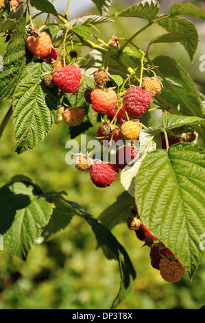 A branch of ripe raspberries in the garden. Red sweet berries grow on a ...