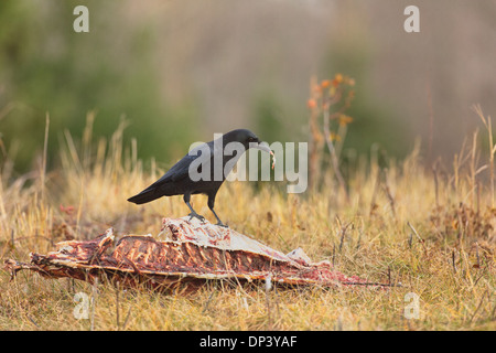 American crow feeding on a deer carcass Stock Photo - Alamy