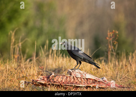 American crow feeding on a deer carcass Stock Photo - Alamy