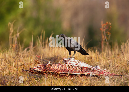 American crow feeding on a deer carcass Stock Photo - Alamy