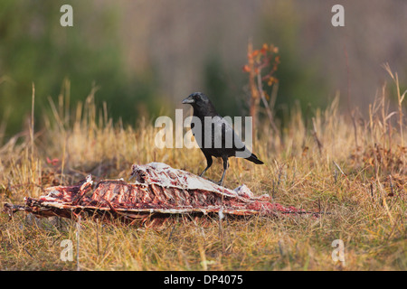 American crow feeding on a deer carcass Stock Photo - Alamy
