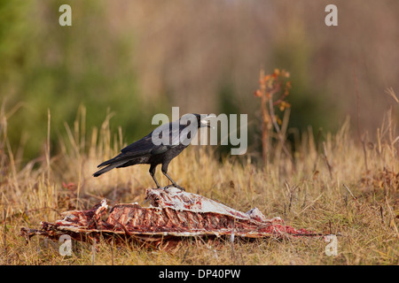 American crow feeding on a deer carcass Stock Photo - Alamy
