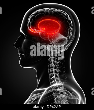 Male Corpus Callosum Brain Anatomy - blue concept Stock Photo - Alamy